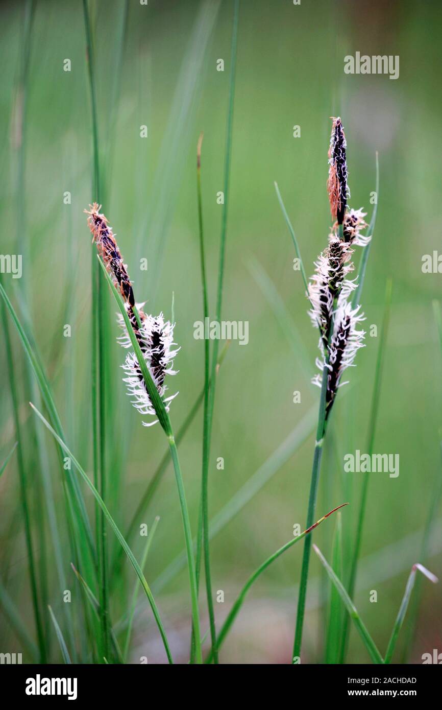 Common Sedge (Carex nigra) flowering Stock Photo - Alamy