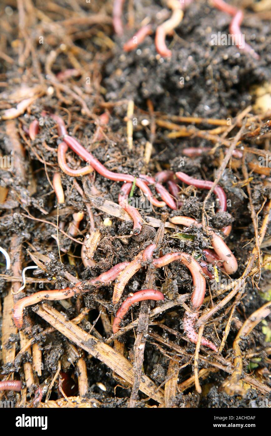 Brandling worms (Eisenia foetida) in compost, photographed in Sweden Stock Photo - Alamy