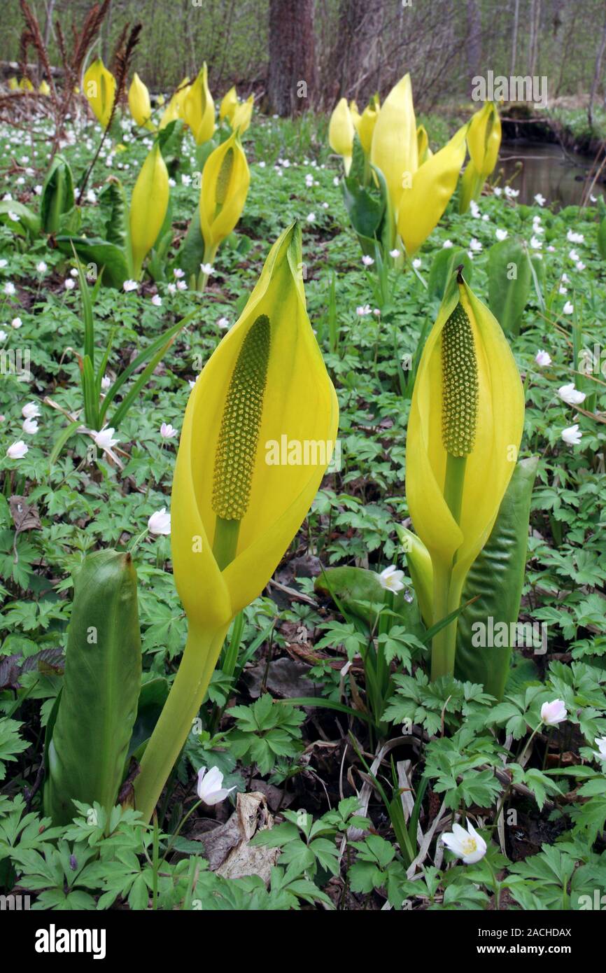 Yellow skunk Cabbage (Lysichiton americanus) growing near a brook in ...