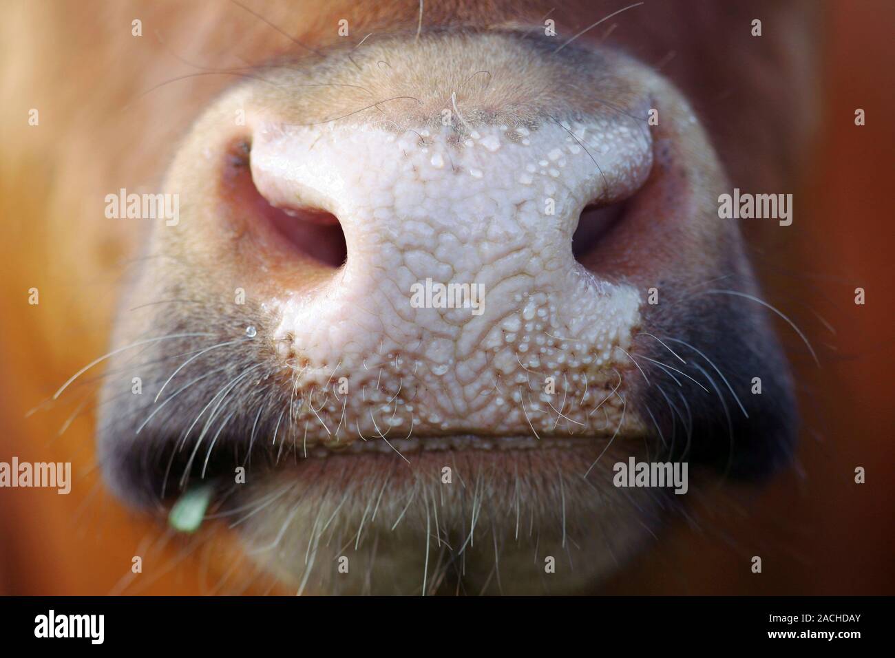 Close-up of a cow's muzzle, photographed in Sweden Stock Photo - Alamy