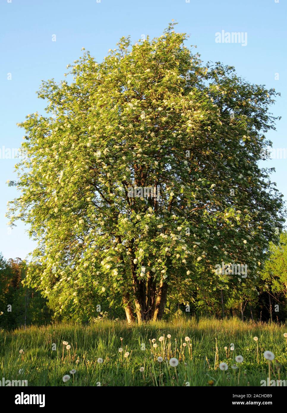 Rowan tree (Sorbus aucuparia), also known as Mountain Ash, photographed ...