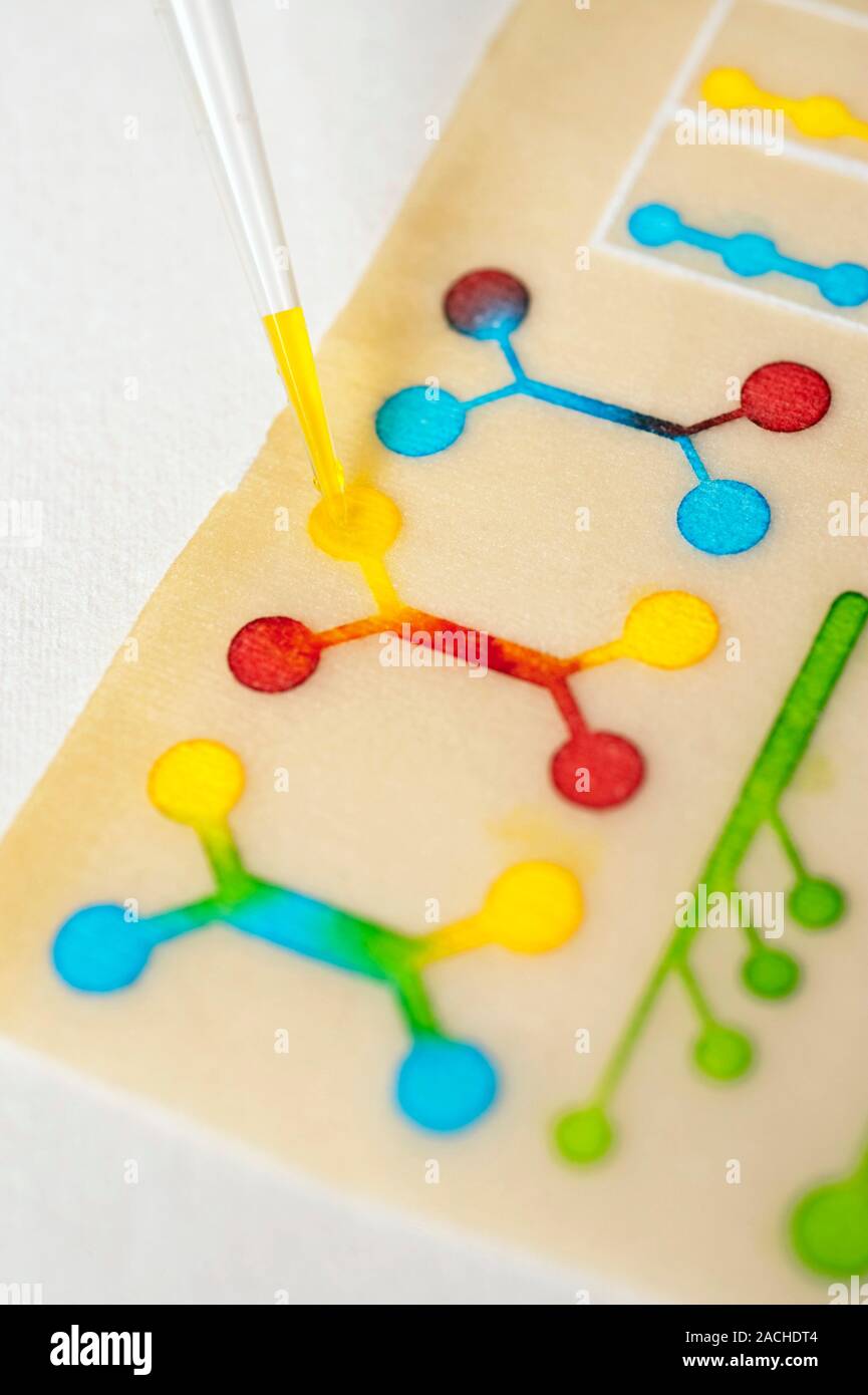 Paper lab-on-a-chip. Dropper applying coloured solution to a paper ...
