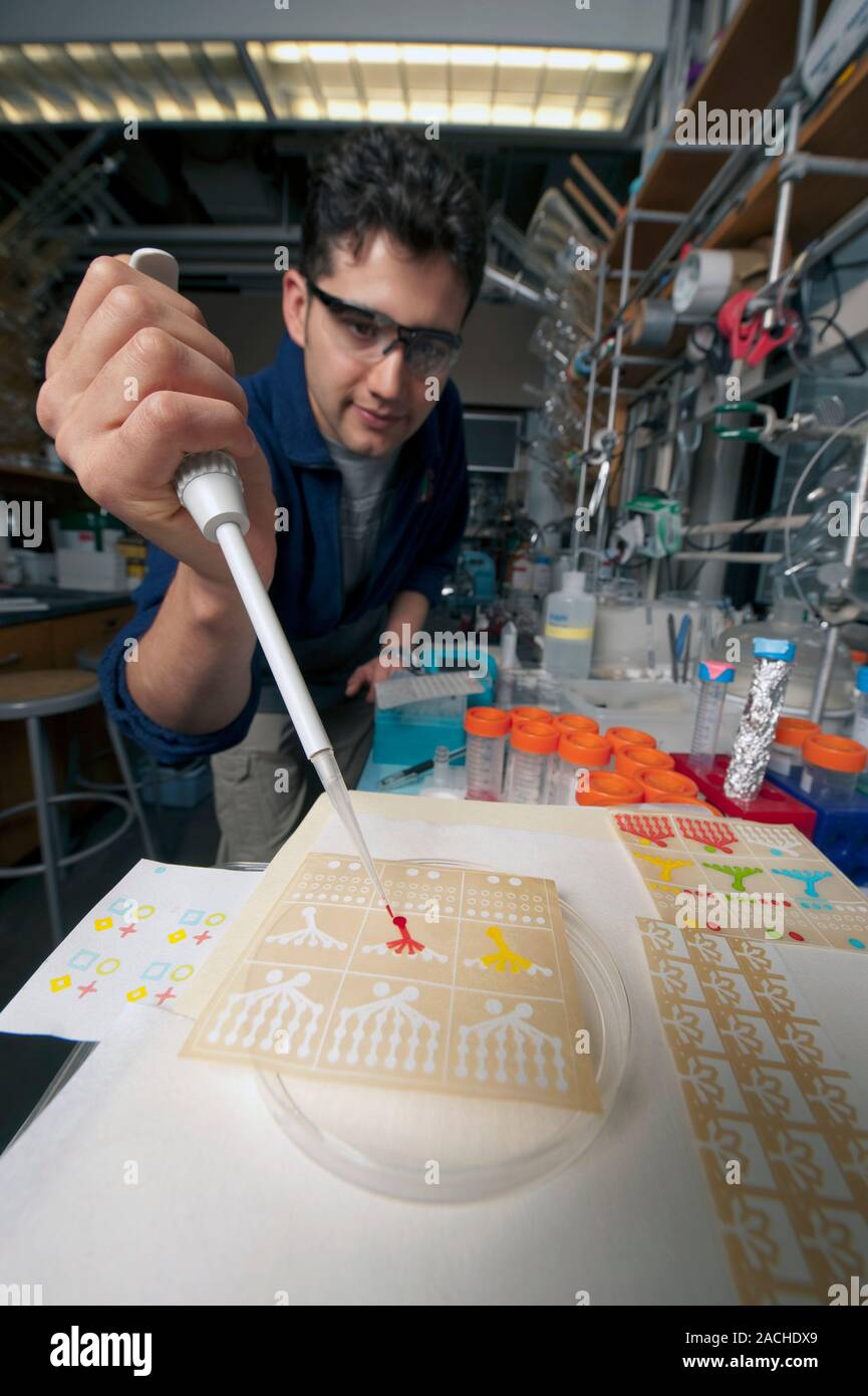 Paper lab-on-a-chip. Researcher dropping coloured solution on to a ...