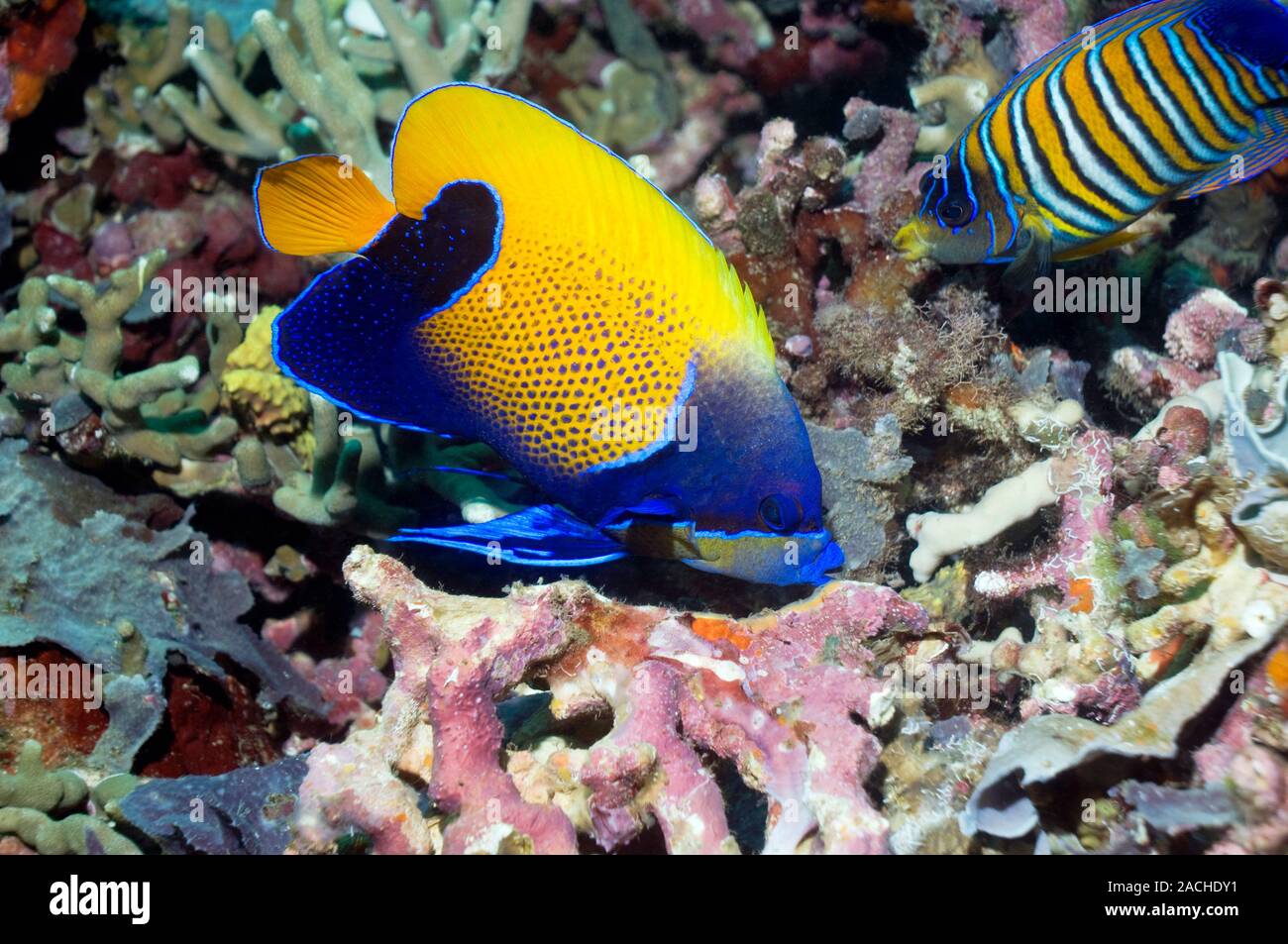 Tropical angelfish. Regal angelfish (Pygoplites diacanthus, upper right ...