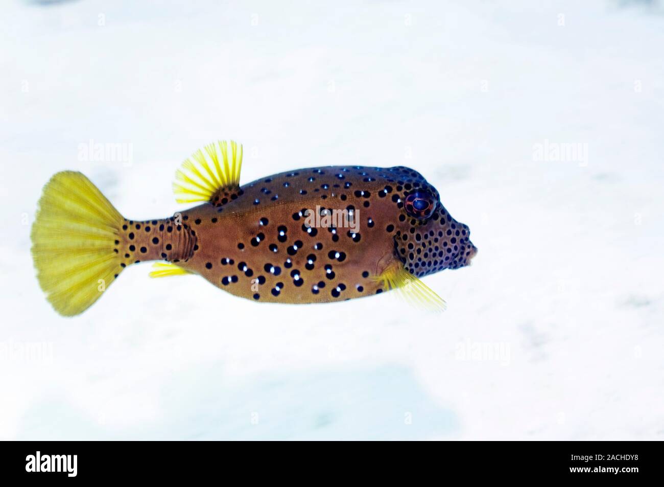 Yellow boxfish (Ostracion cubicus). Photographed in the Andaman Sea ...