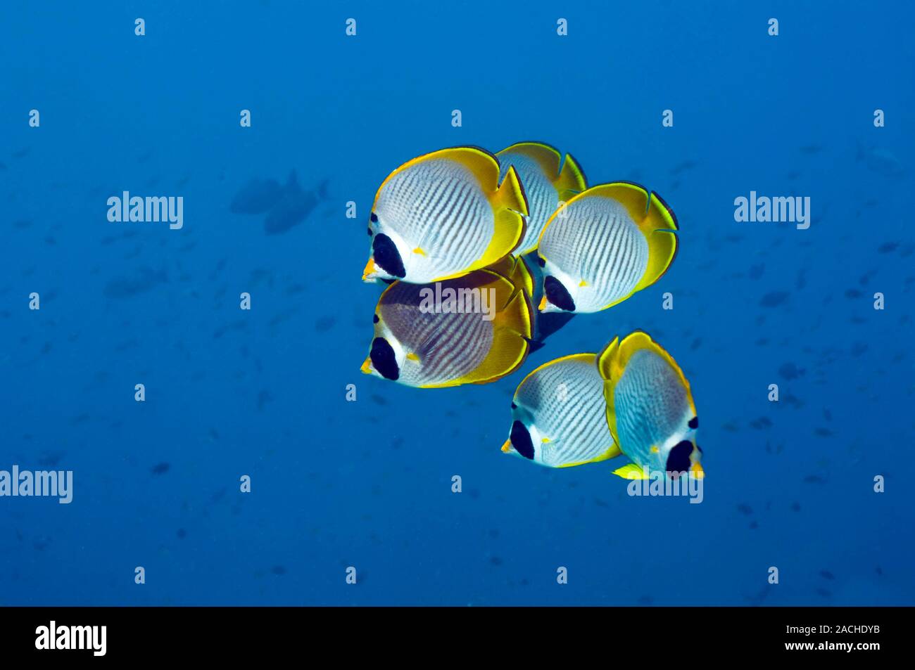 Panda butterflyfish (Chaetodon adiergastos) in open water. Photographed ...