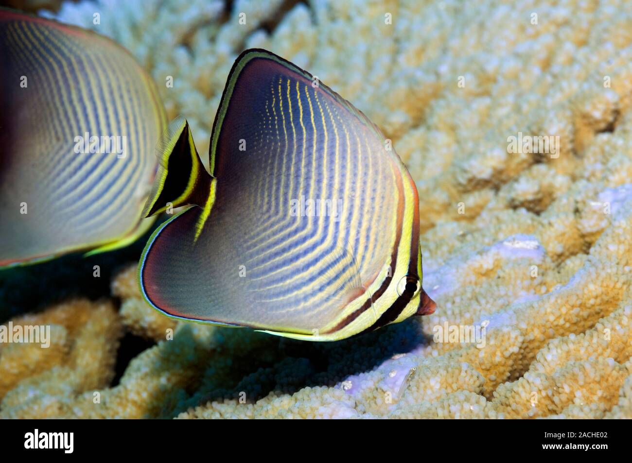 Eastern triangle butterflyfish (Chaetodon baronessa) on a reef ...