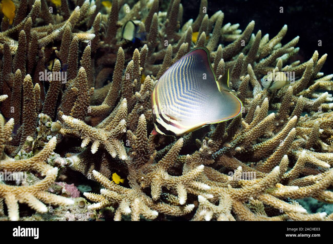 Eastern triangle butterflyfish (Chaetodon baronessa) feeding on coral ...