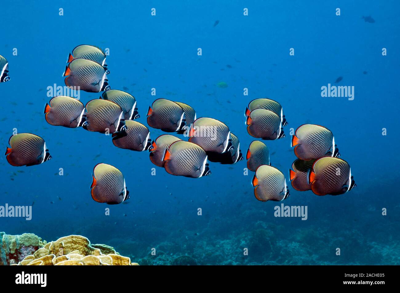 Redtail butterflyfish (Chaetodon collare) over a reef. Photographed in ...