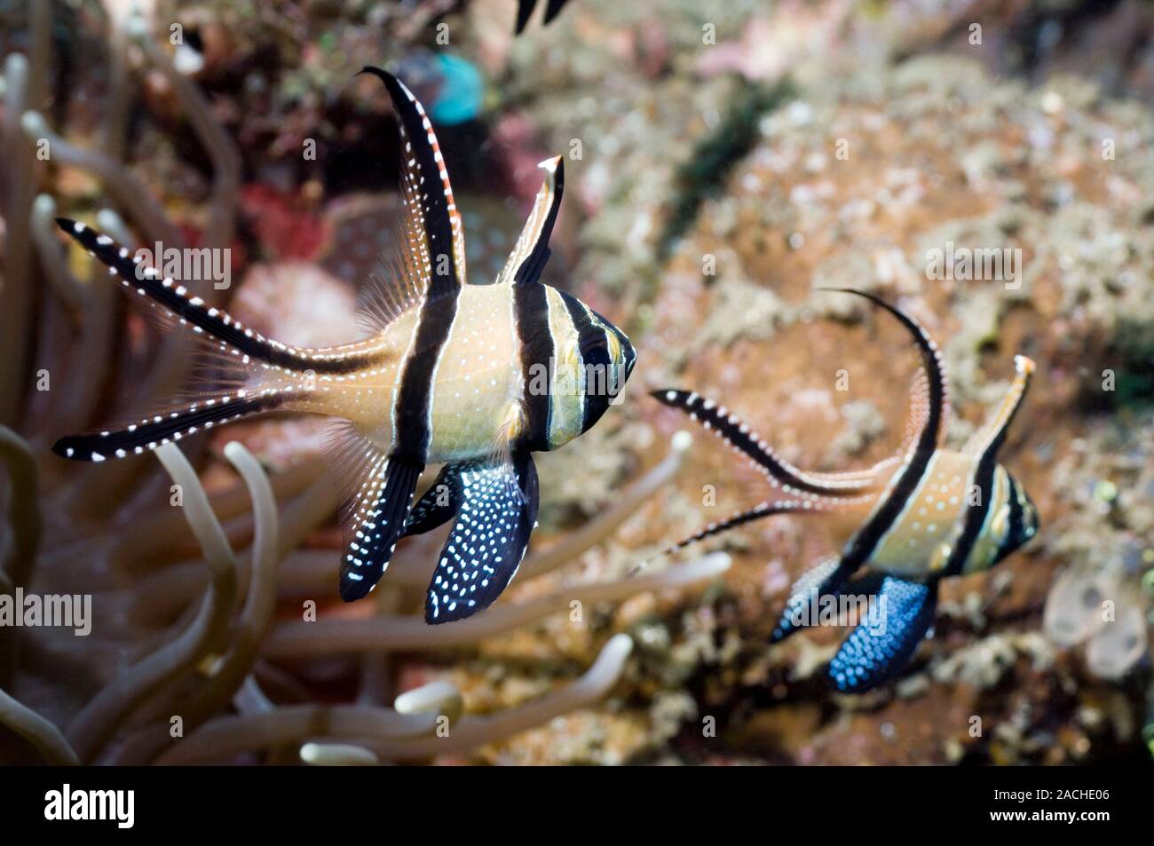 Banggai cardinalfish (Pterapogon kauderni). Photographed in the Lembeh ...