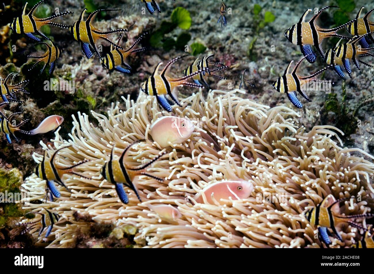 Tropical reef fish. Banggai cardinalfish (Pterapogon kauderni, banded ...