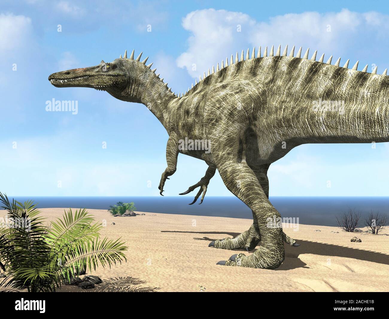 Suchomimus dinosaur, artwork. This dinosaur lived 112 million years ago ...