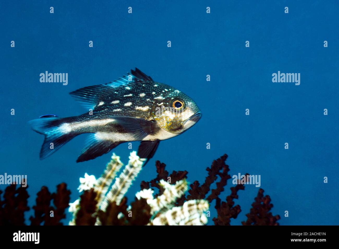 Midnight snapper. Juvenile midnight snapper (Macolor macularis) over ...