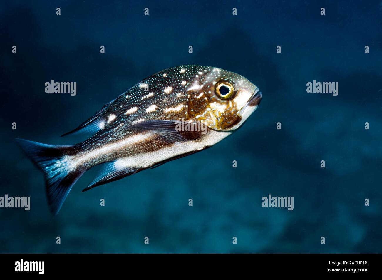 Midnight snapper. Close-up of a juvenile midnight snapper (Macolor ...