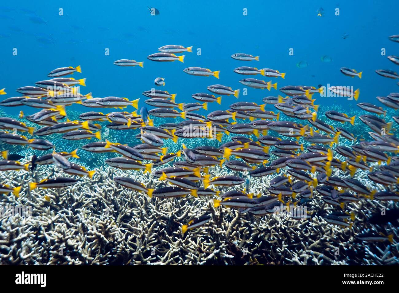 Two-spot snappers and coral. School of two-spot snappers (Lutjanus ...