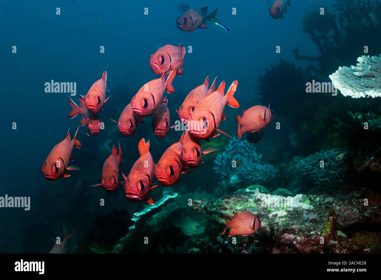 Bigscale soldierfish (Myripristis berndti) on a reef. Photographed off ...