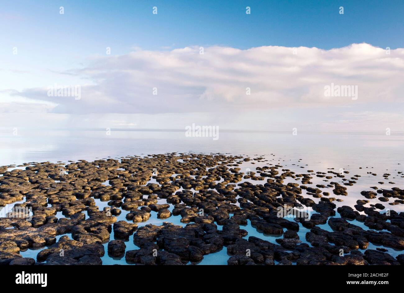 Stromatolites at Hamelin Pool, Shark Bay in western Australia ...