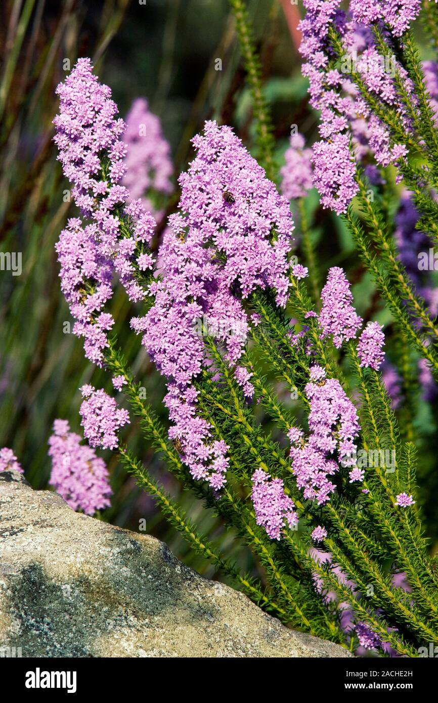 Bitterbush (Selago canescens) flowers, photographed in South Africa ...