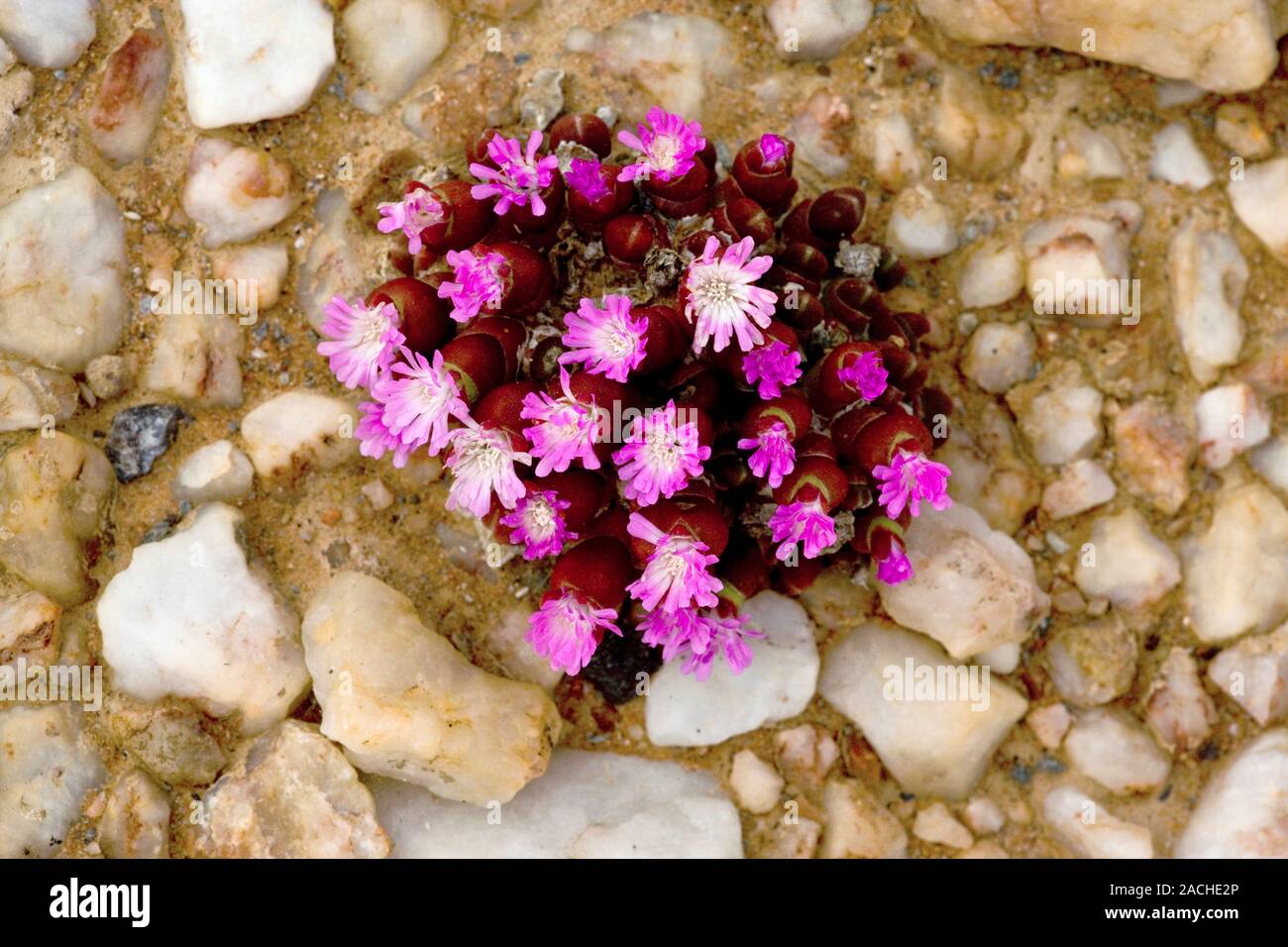 Dwarf Pebble Flower (Oophytum nanum) flowering in the quartz flats of ...
