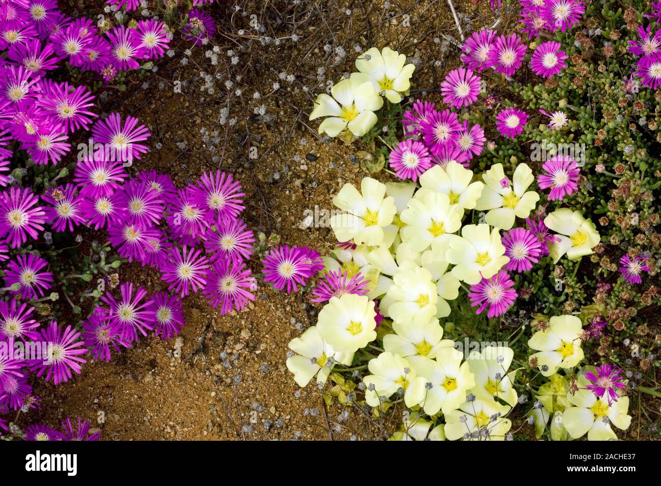 Desert Primrose (Grielum humifusum) and Mesemb (Drosanthemum hispidum ...