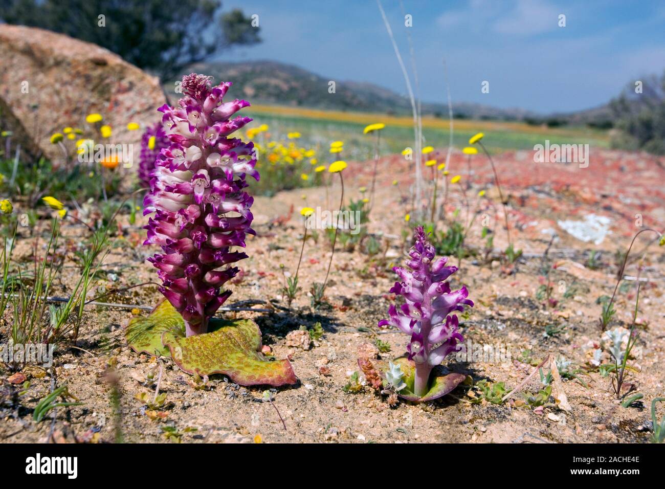 Lachenalia carnosa, flowering in the Kamiesberg mountains, Namaqualand, South Africa Stock Photo ...