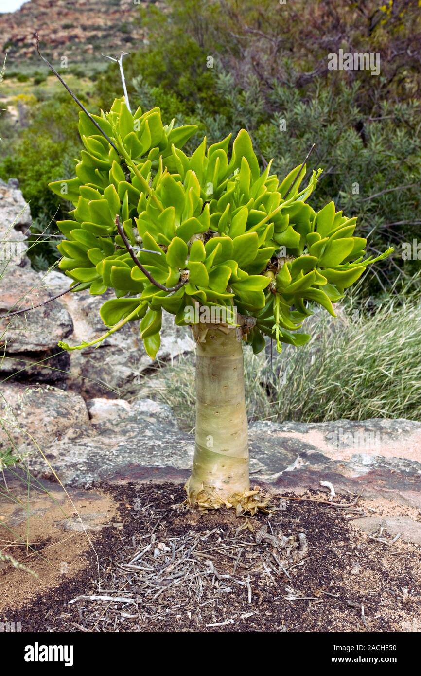 Botterboom tree (Tylecodon paniculatus) growing in the Cederberg ...