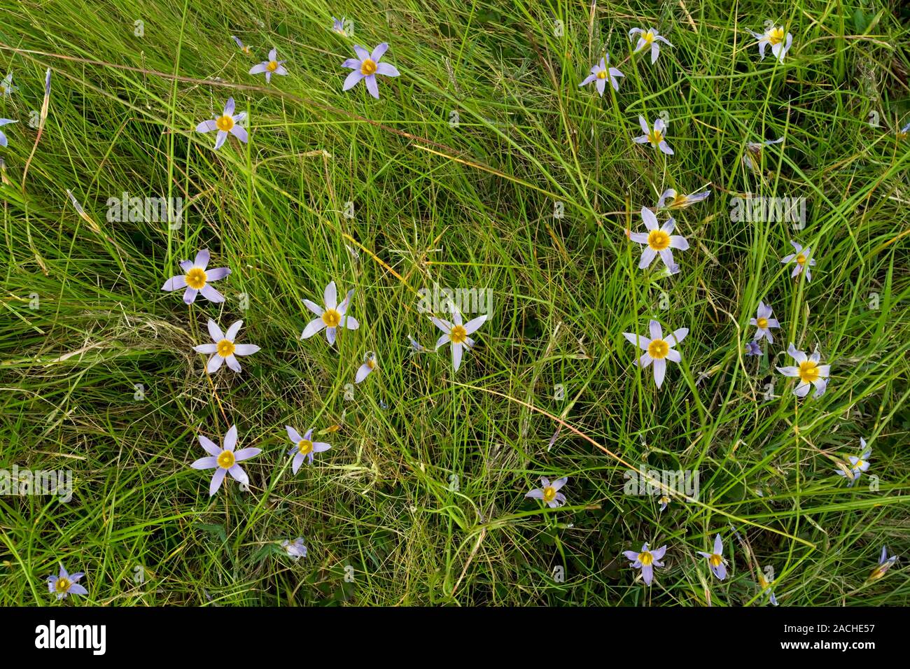 Sand Crocus (Romulea tabularis) flowering in Tienie Versfeld Wildflower ...
