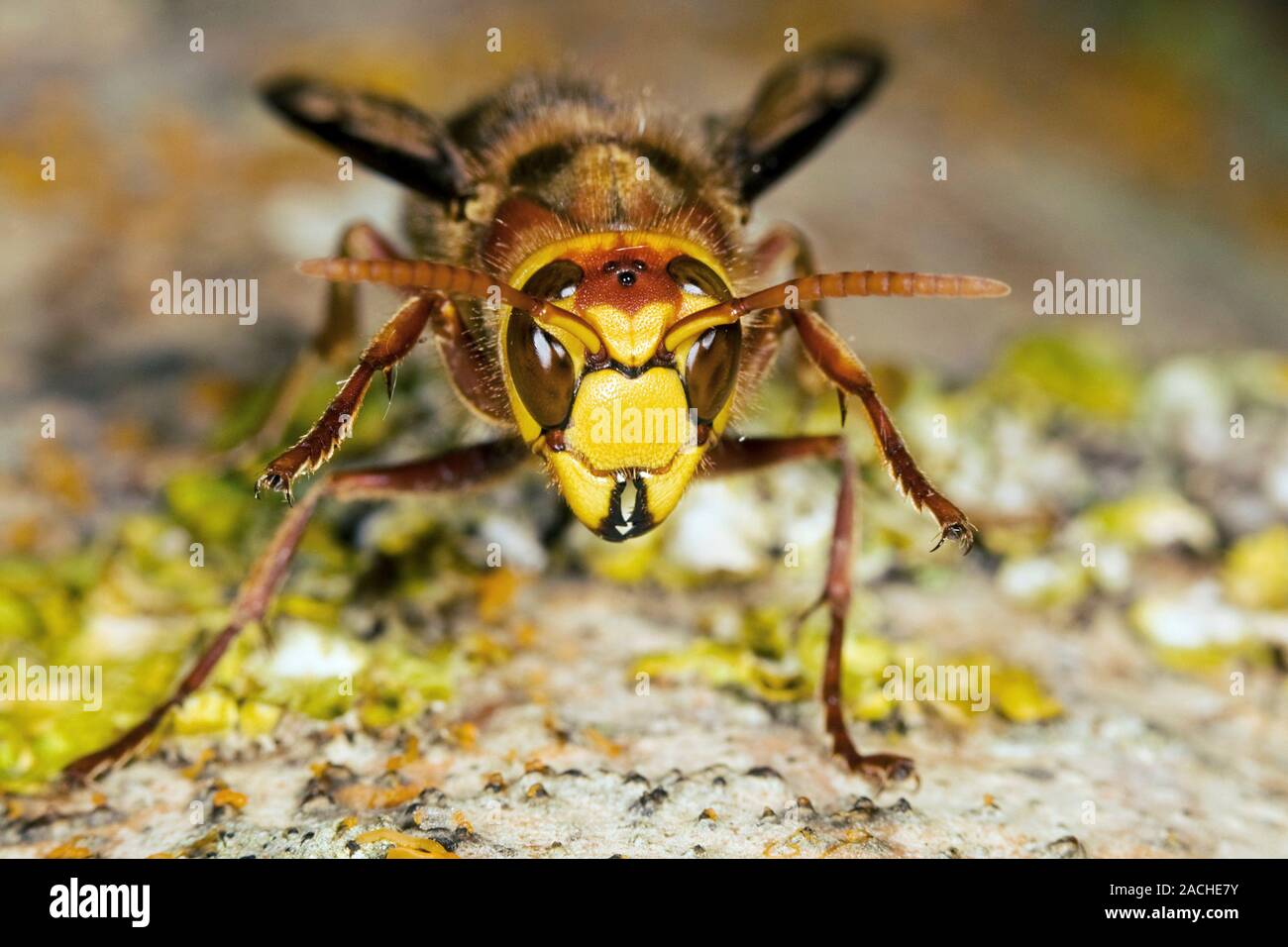 Hornet (Vespa sp.). Here the hornets large compound main eyes can be ...
