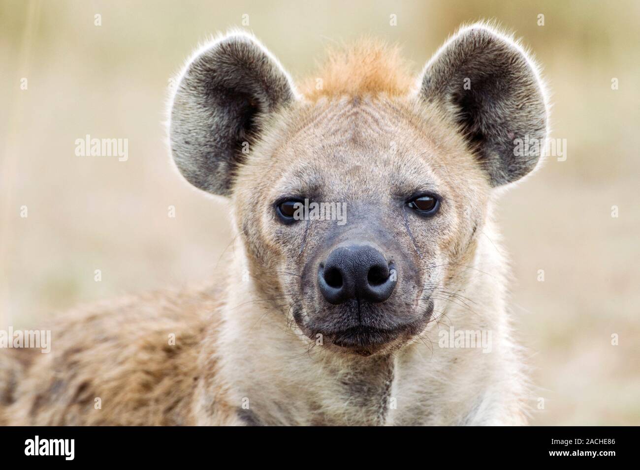 Spotted hyena. Spotted hyenas (Crocuta crocuta), also known as laughing ...
