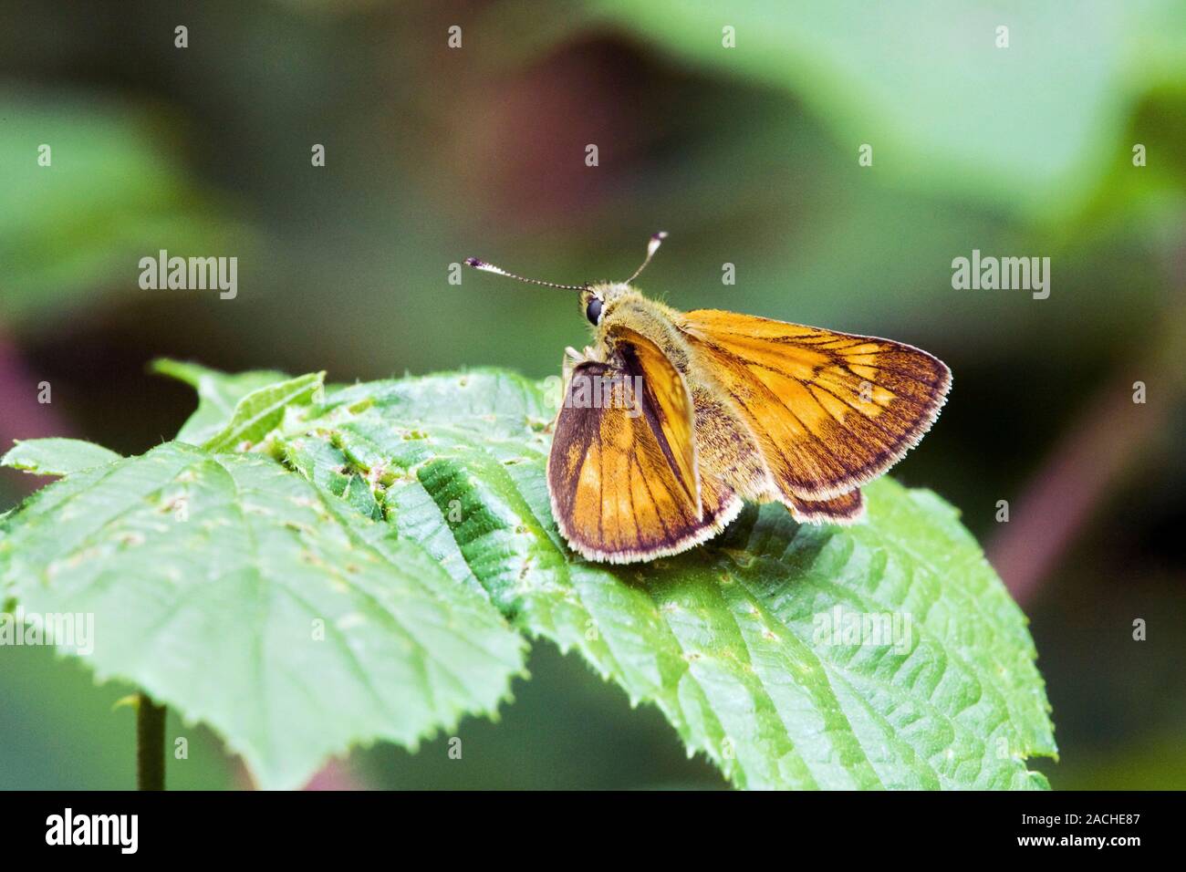 Large skipper butterfly (Ochlodes sylvanus) resting on a nettle (Urtica ...