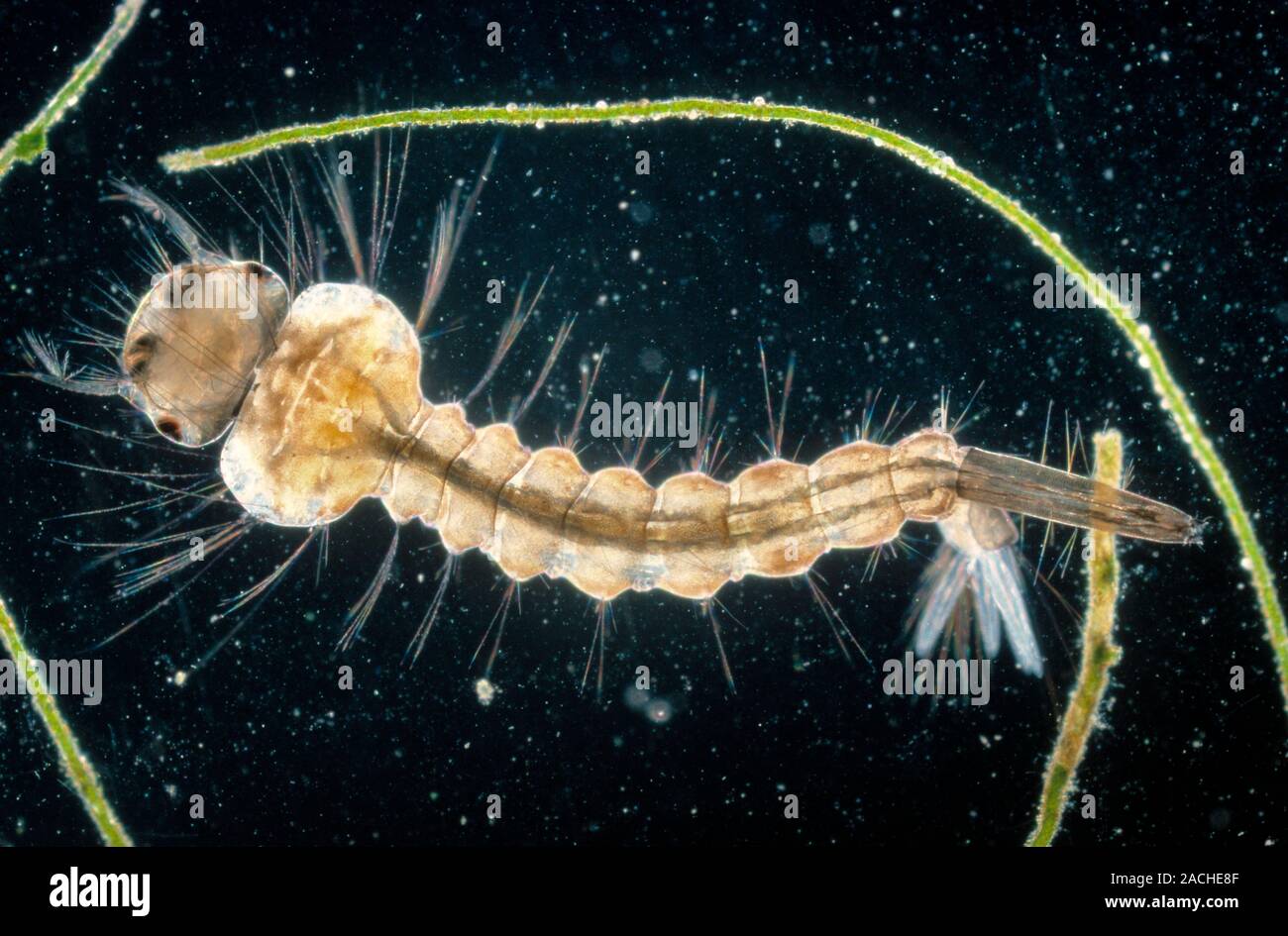Mosquito larva (Culex sp.). At the end of the abdomen (right) is a ...
