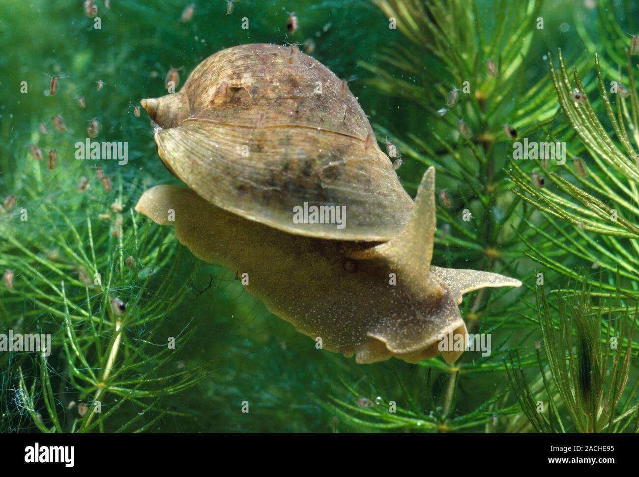 Wandering pond snail (Radix peregra, formerly Lymnaea peregra). This ...