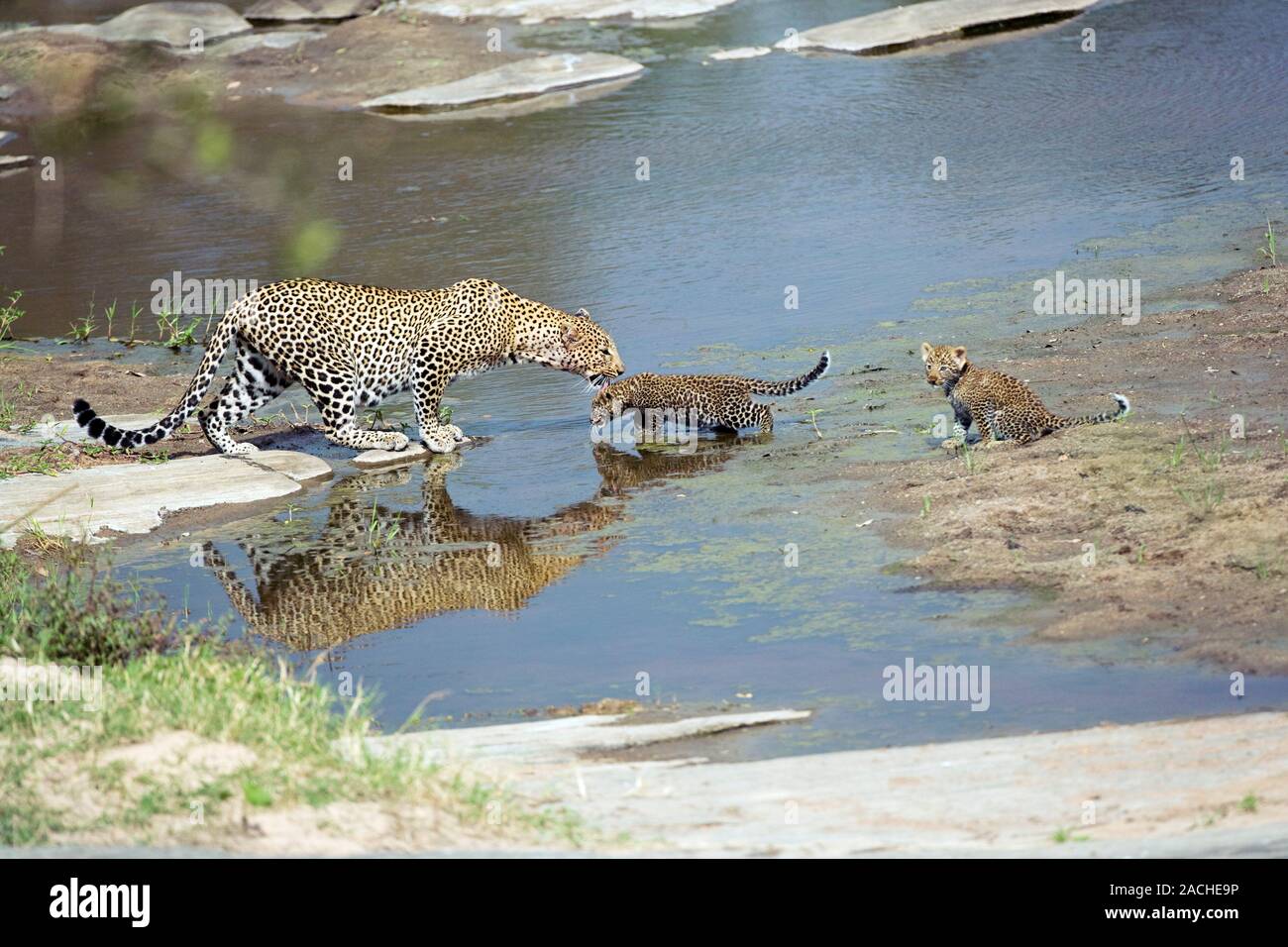 Leopards crossing a river. Female leopard (Panthera pardus) crossing a ...