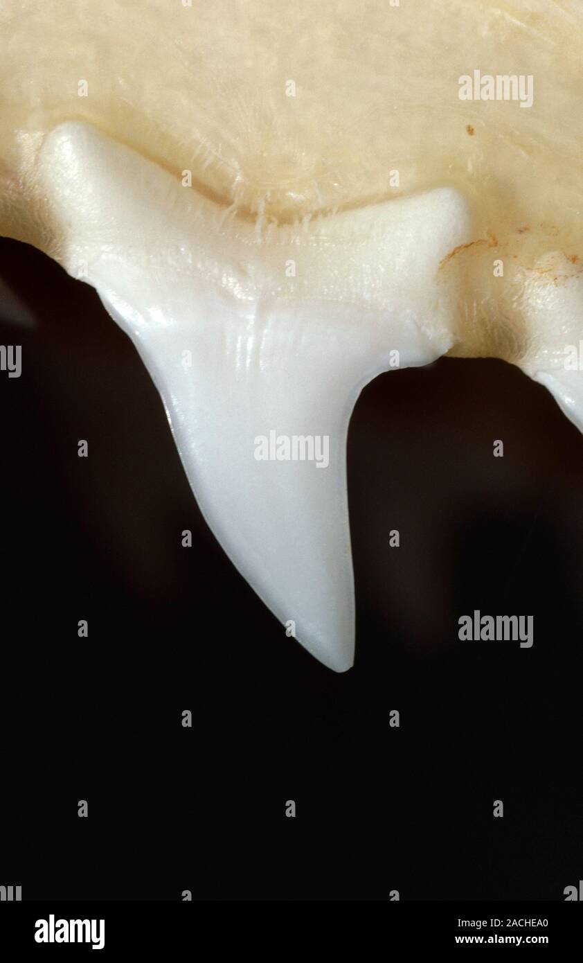 Shortfin mako shark (Isurus oxyrinchus) tooth still in the jawbone ...