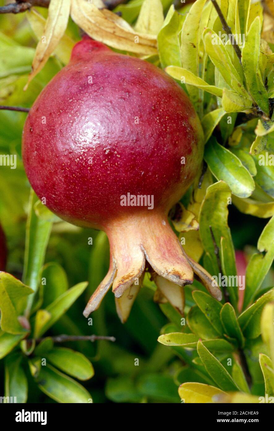 Scarlet passion flower fruit (Passiflora coccinea) developing Stock ...