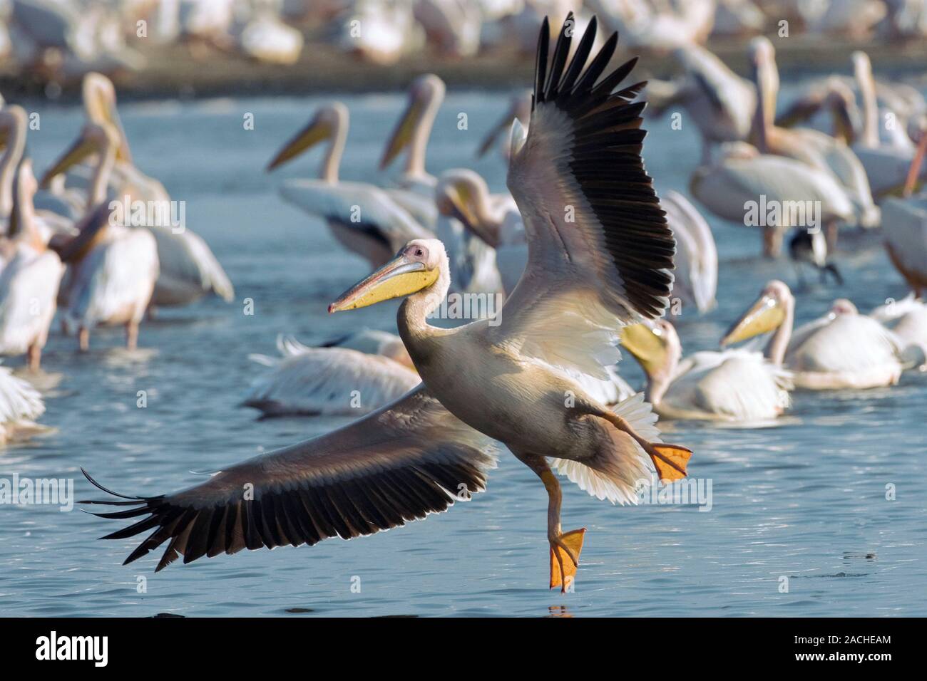 Great white pelican (Pelecanus onocrotalus) landing on water ...