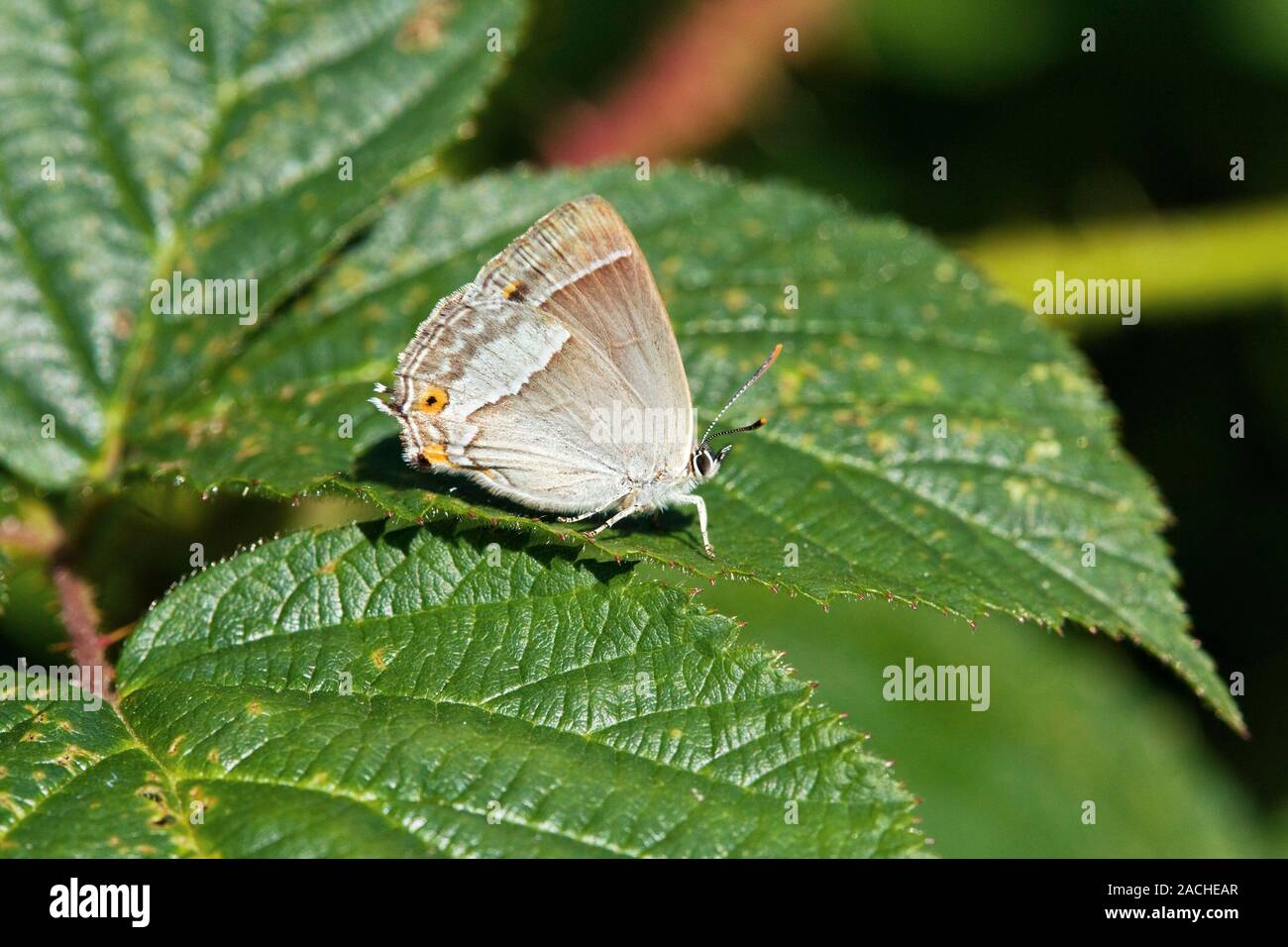 Purple hairstreak (Neozephyrus quercus) butterfly on a leaf ...