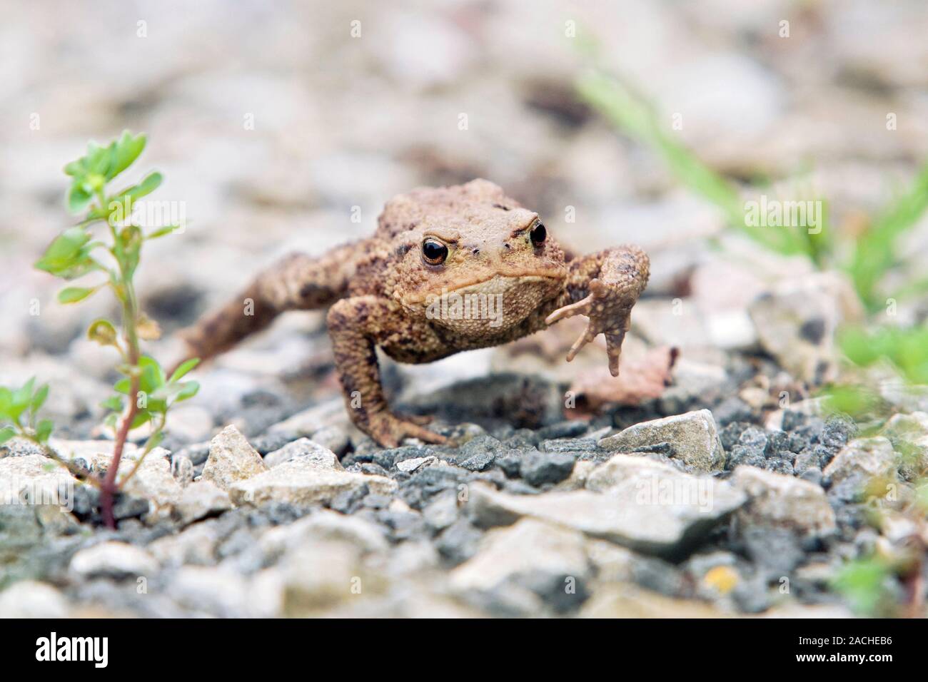 Common toad (Bufo bufo) walking on the ground. Photographed in Kent, UK ...
