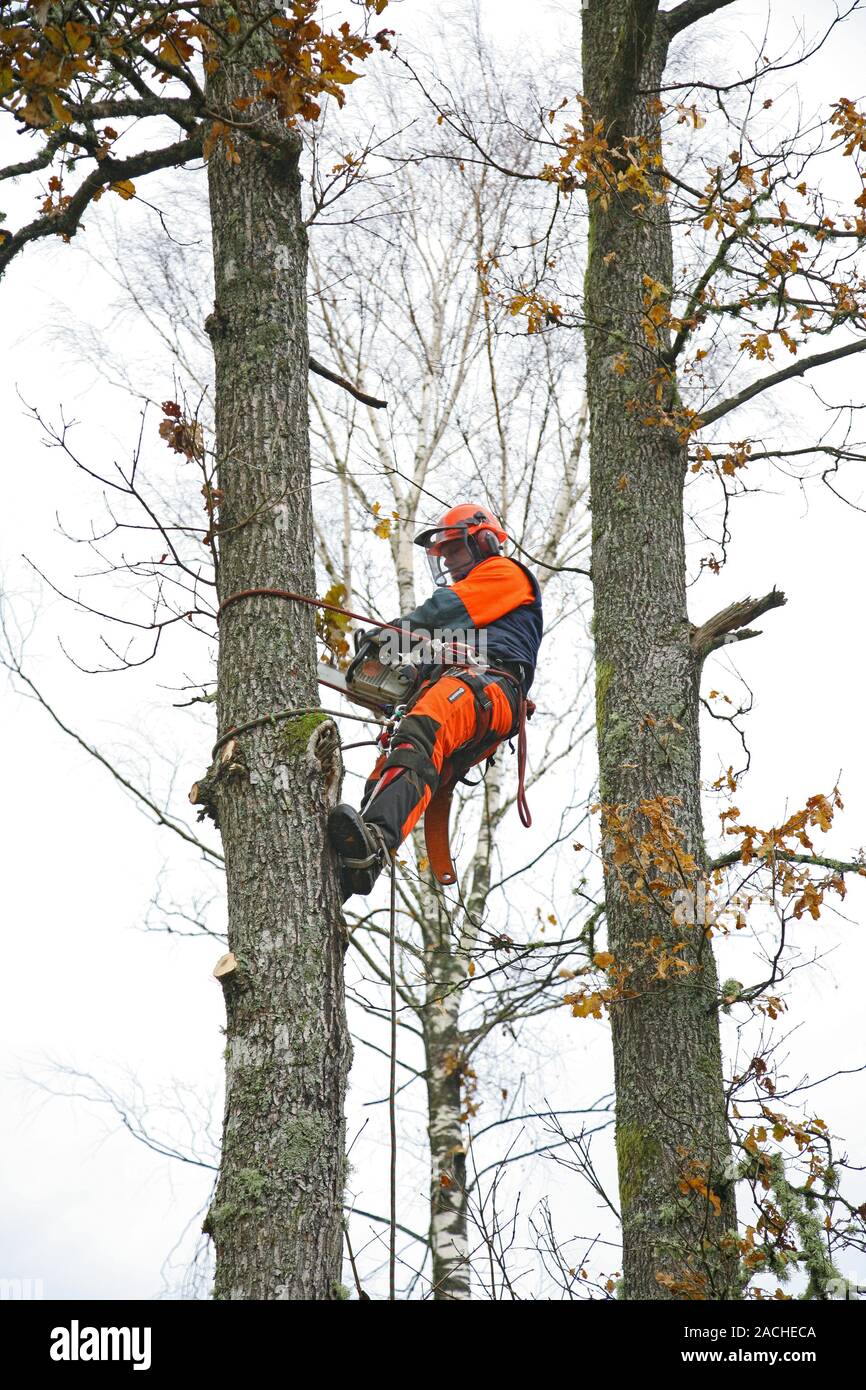 Tree surgeon. Arborist using tree-climbing equipment and a chainsaw ...