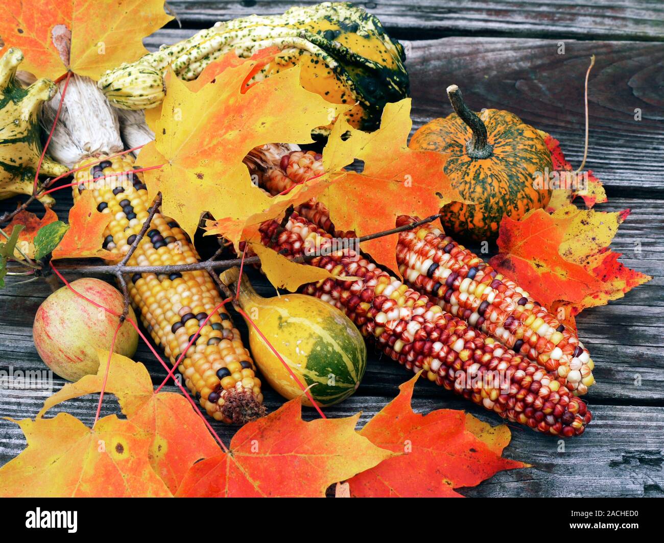 Autumn crops and leaves. The crops shown here include maize (Zea mays ...