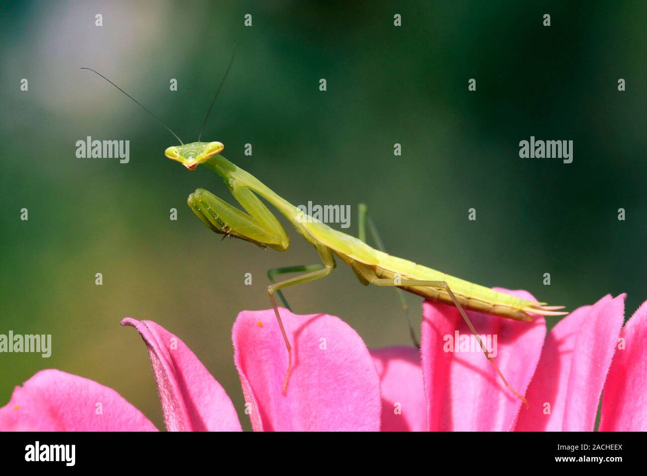 Praying mantis (order Mantodea) on a flower. Photographed in Israel ...