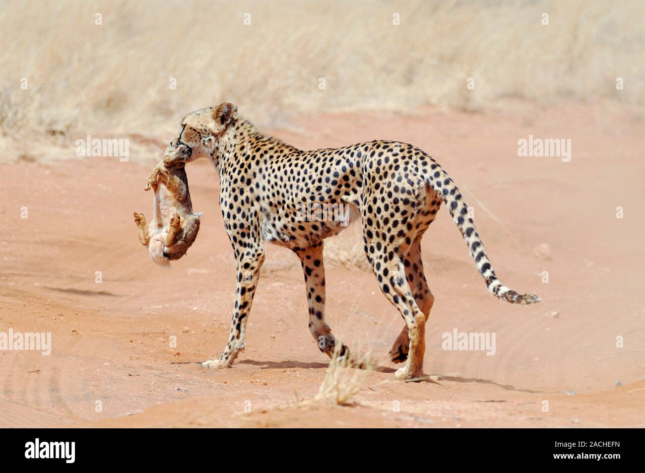Cheetah with a rabbit. Cheetahs (Acinonyx jubatus) rely on stealth and ...