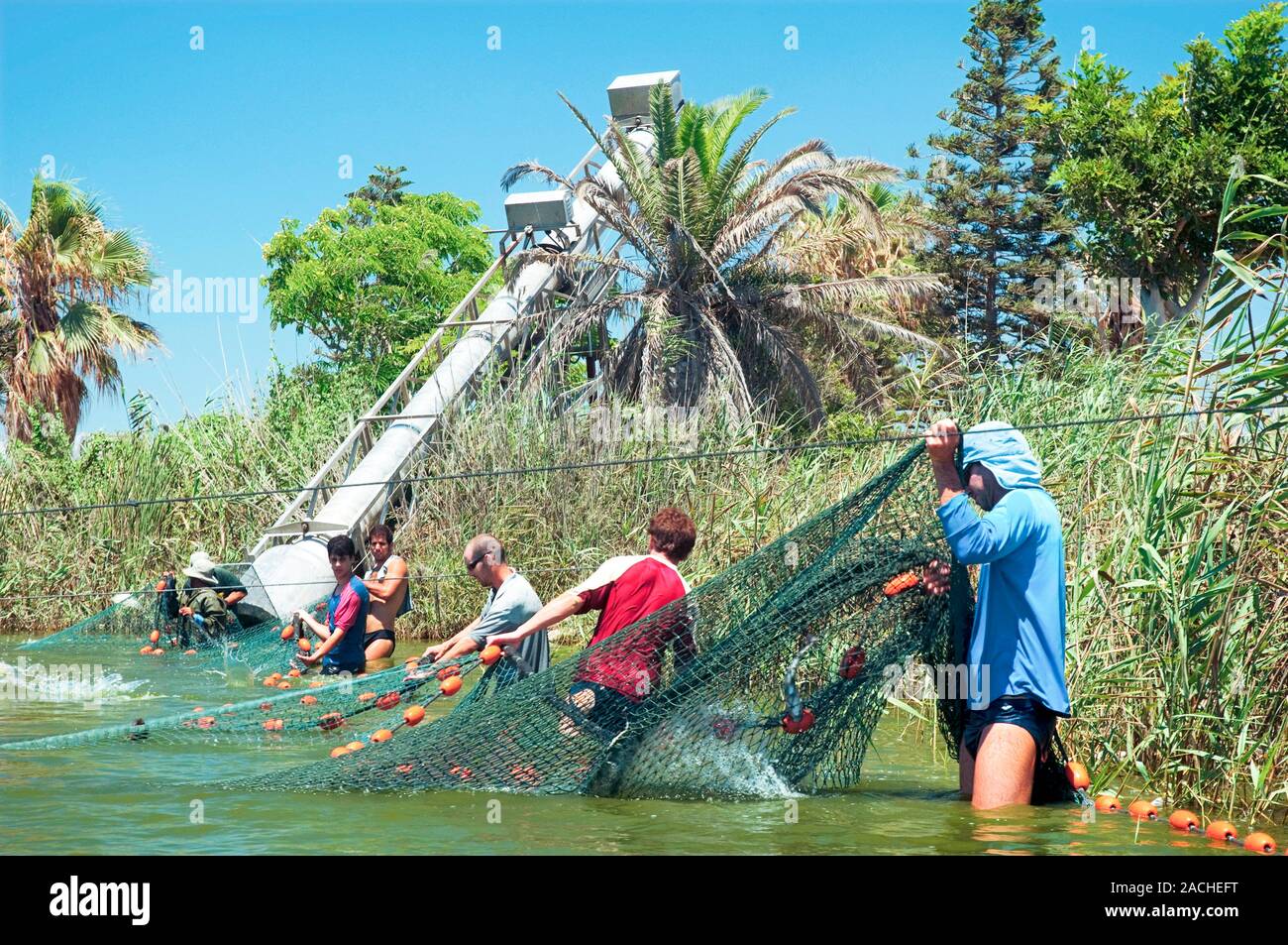 Fishery. Workers at a fishery harvesting fish from an intensive growing ...