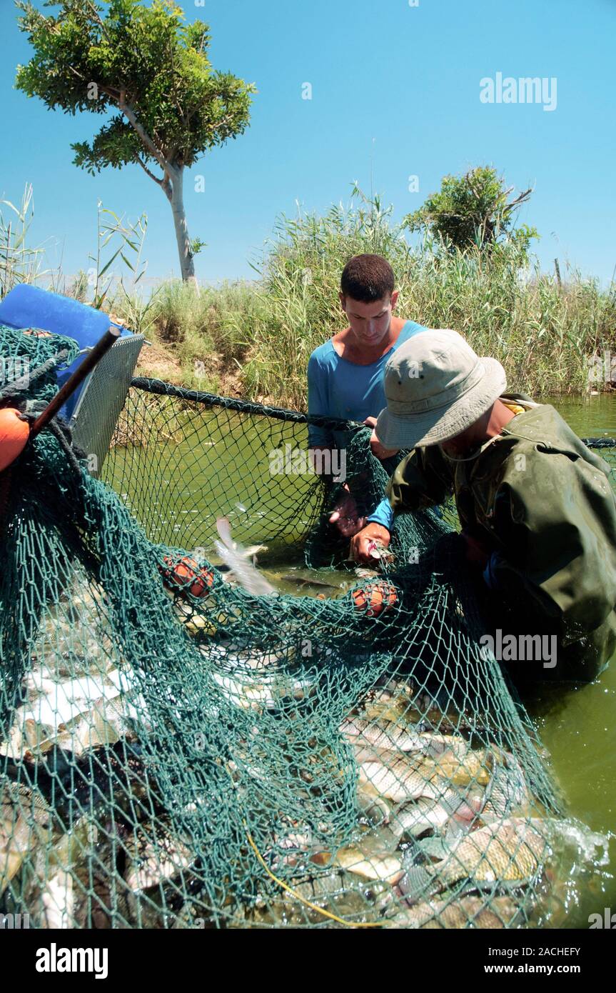 Fishery. Workers at a fishery harvesting fish from an intensive growing ...