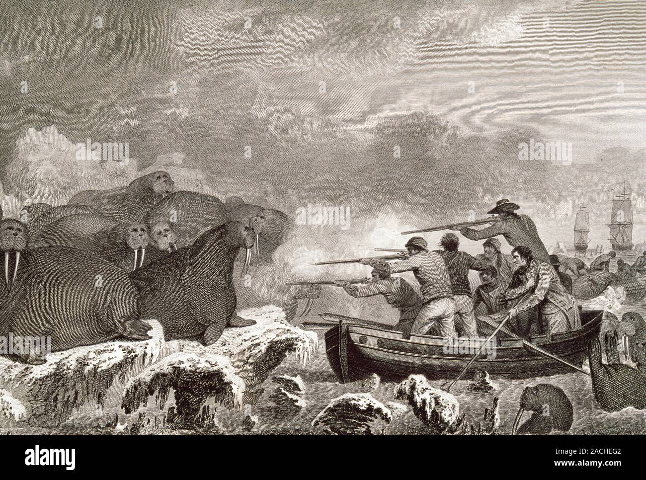 Hunting walruses. Men hunting walruses in the Bering Sea during one of ...