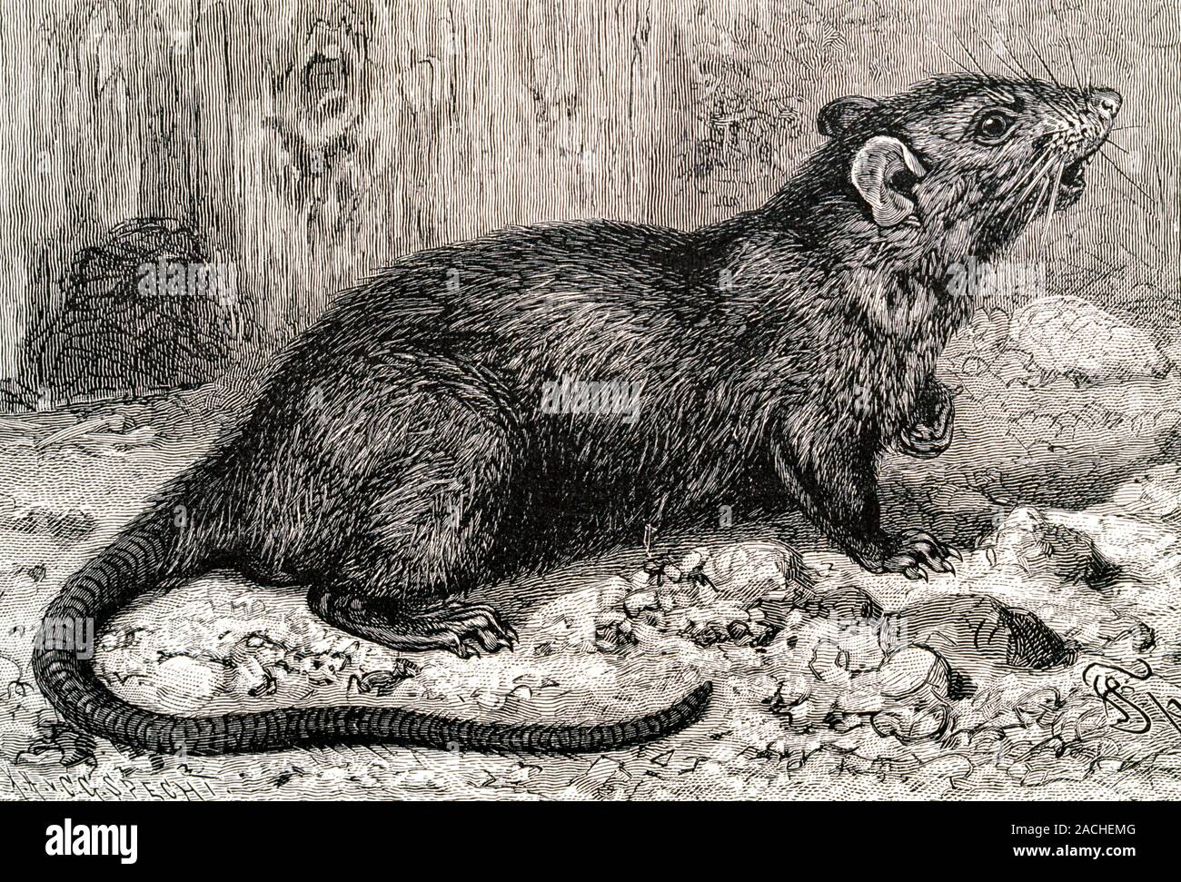 Black rat, 19th century artwork. Identified in the text accompanying ...