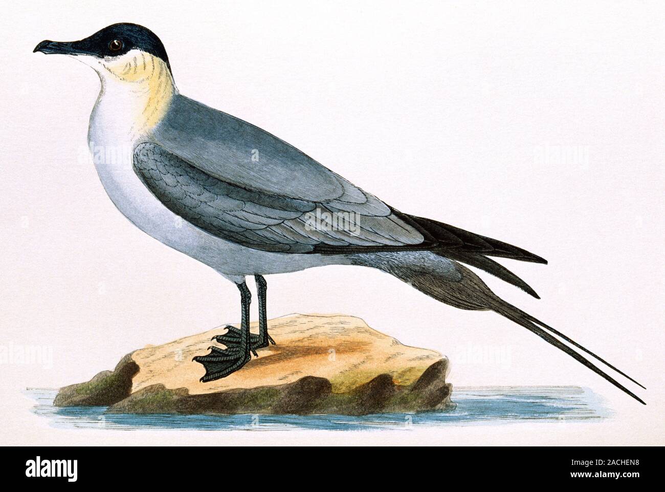 Long-tailed skua (Stercorarius longicaudus), 19th century artwork. The ...