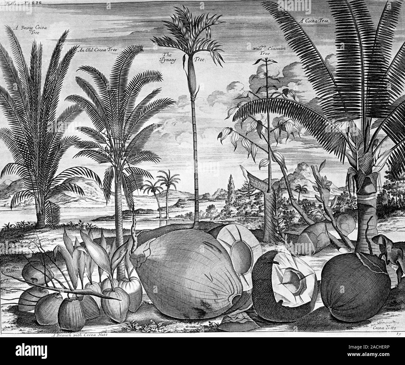 Tropical crops, 17th century artwork. These crops are from the Malabar ...