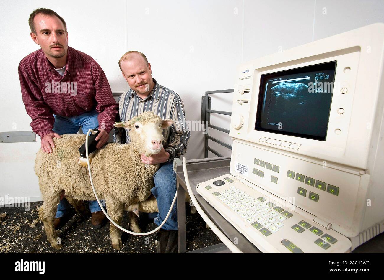 Estimating muscle size in sheep. Researchers using an ultrasound ...