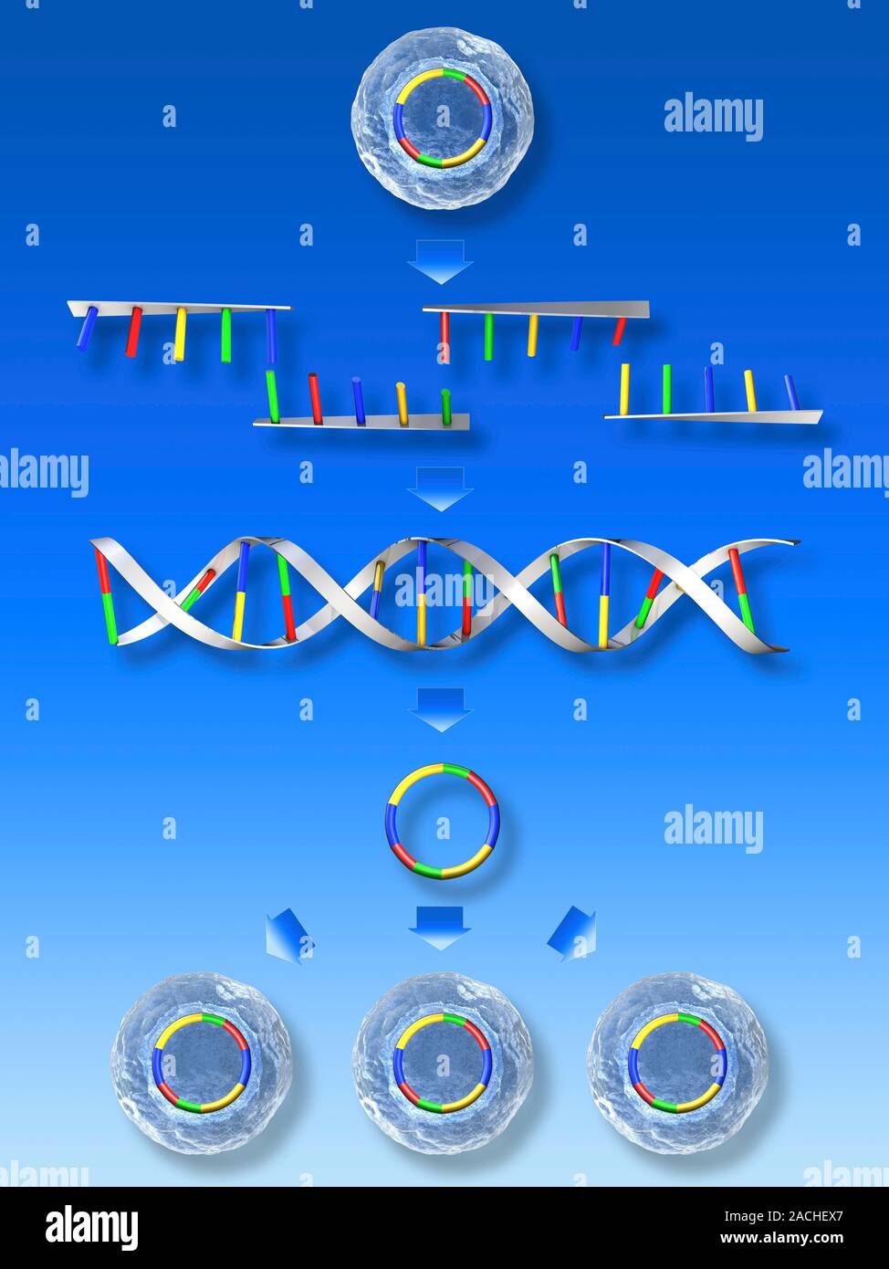 Computer artwork depicting the creation of synthetic cells. From top ...